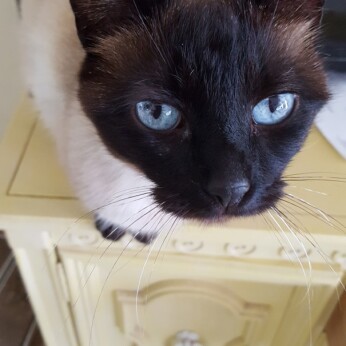 Lost Cat (Springfield, Ohio) - Simi