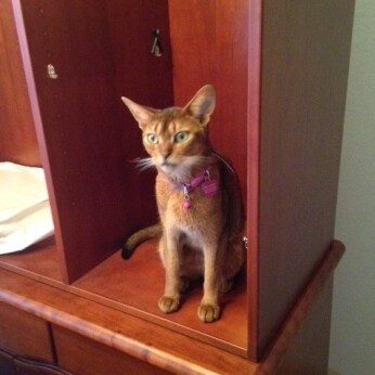 Lost Cat (Castro Valley, California) - Beignet