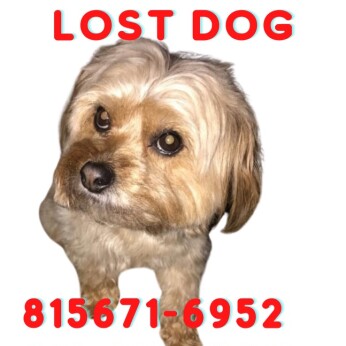 My Lost Pet Alert - Find Your Missing Cat or Dog $49