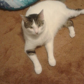 Lost Cat (Whittier, California) - Jude Bug