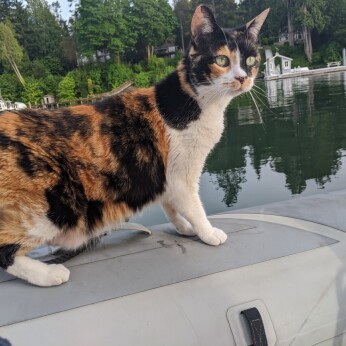 Homepage - My Lost Pet Alert