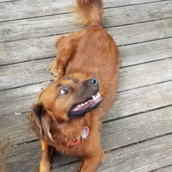 Lost Dog (Winfield, West Virginia) - Lady