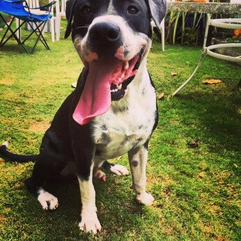 Lost Dog (Kailua, Hawaii) - Gunner