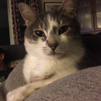 Homepage - My Lost Pet Alert