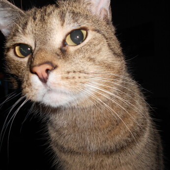 Lost Cat (Harrisburg, Pennsylvania) - Jeb