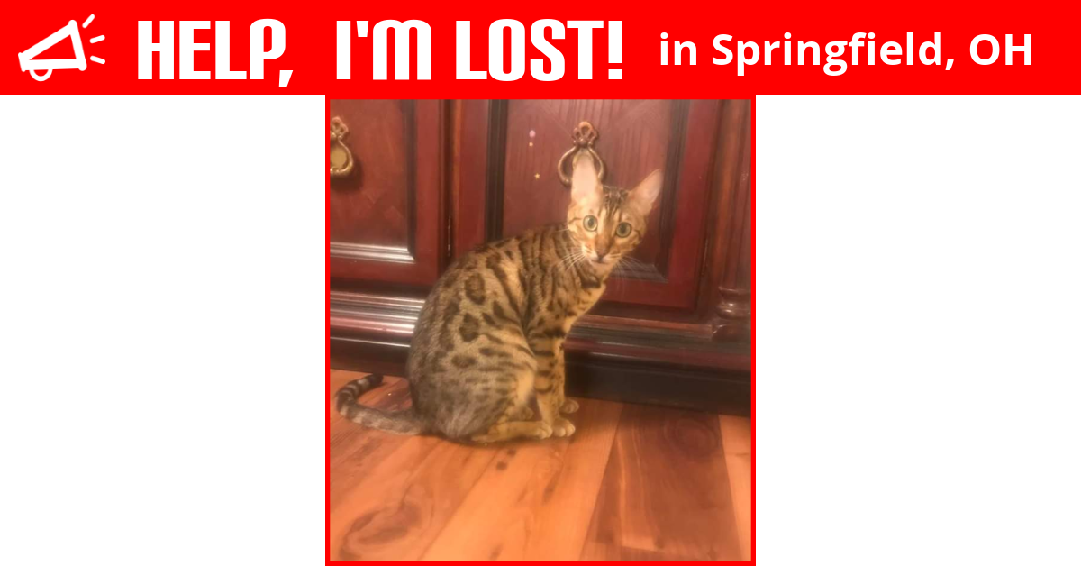 Lost Cat (Springfield, Ohio) - Rosie