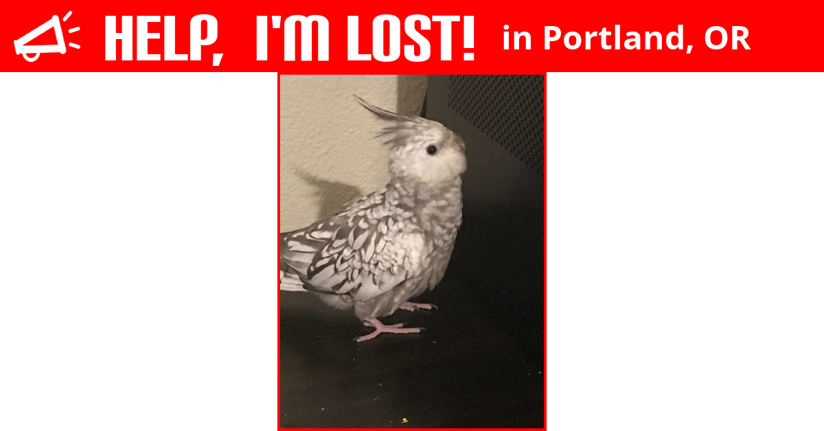 Lost Bird (Portland, Oregon) - Oreo