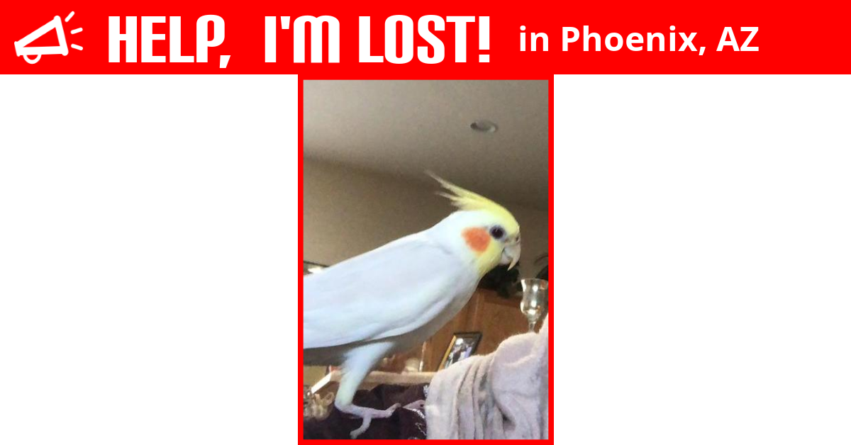 Lost Bird (Phoenix, Arizona) - Cockatiel