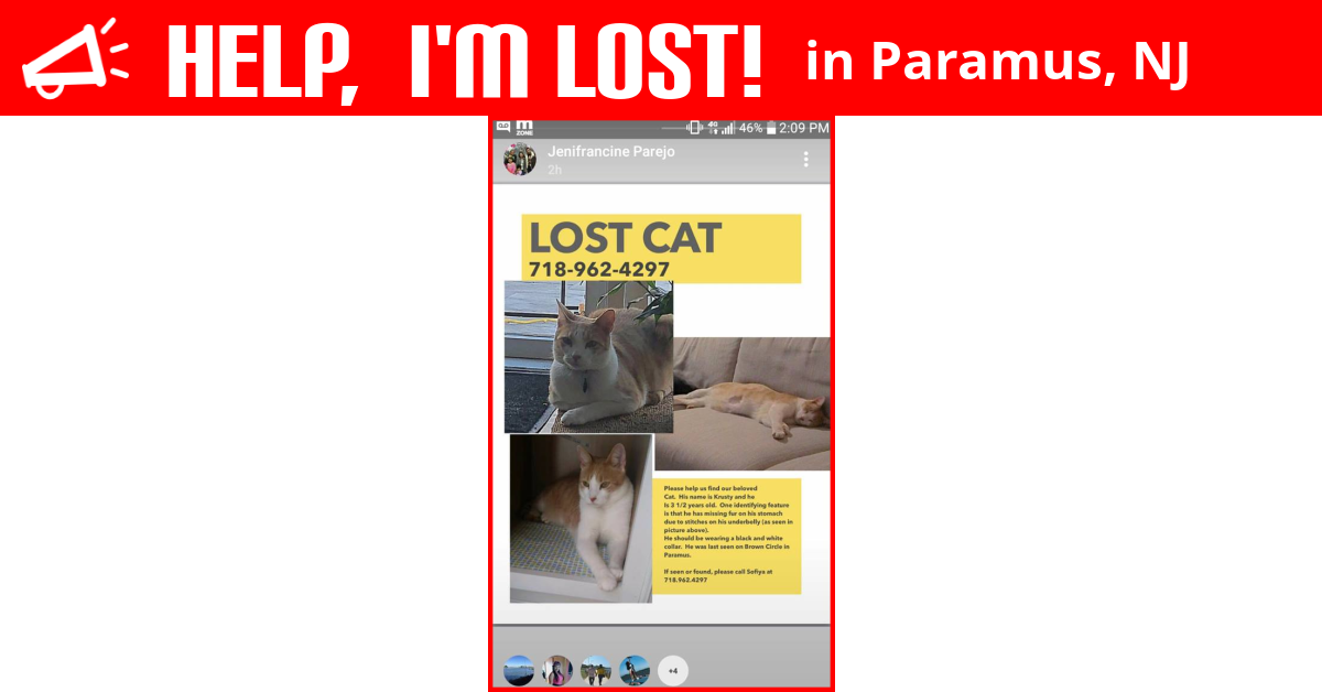Lost Cat (Paramus, New Jersey) - Krusty