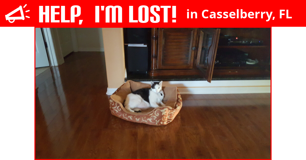 Lost Cat (Casselberry, Florida) - Oreo