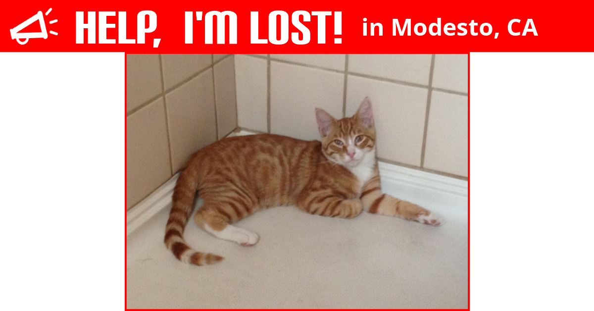 Lost Cat (Modesto, California) - Leo