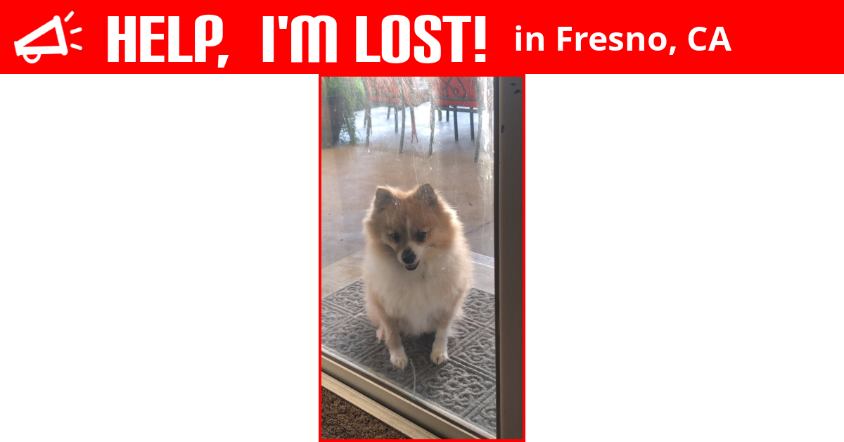 Lost Dog (Fresno, California) - Luxe