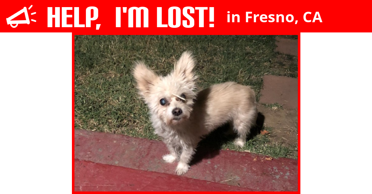 Lost Dog (Fresno, California) - Roxy