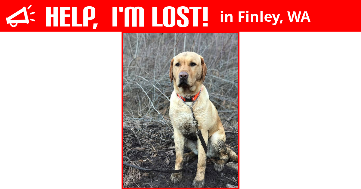 Lost Dog (Finley, Washington) - Elliot