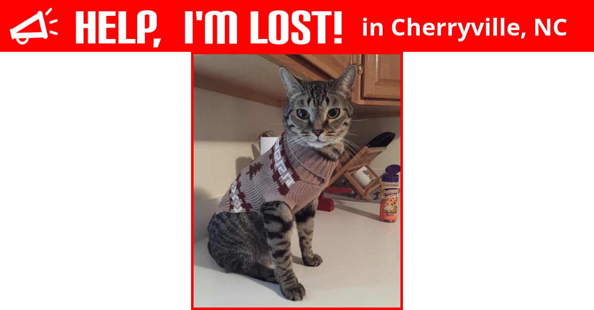 Lost Cat (Cherryville, North Carolina) - Toby