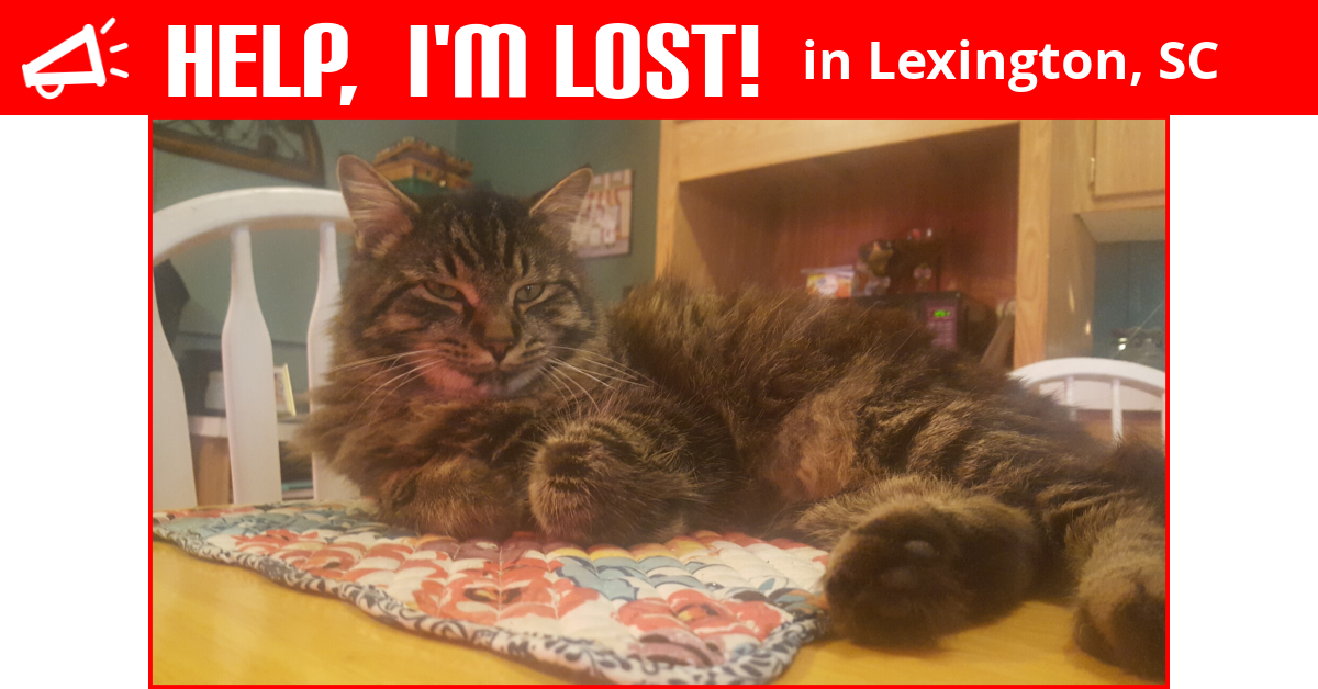 Lost Cat (Lexington, South Carolina) - Clyde