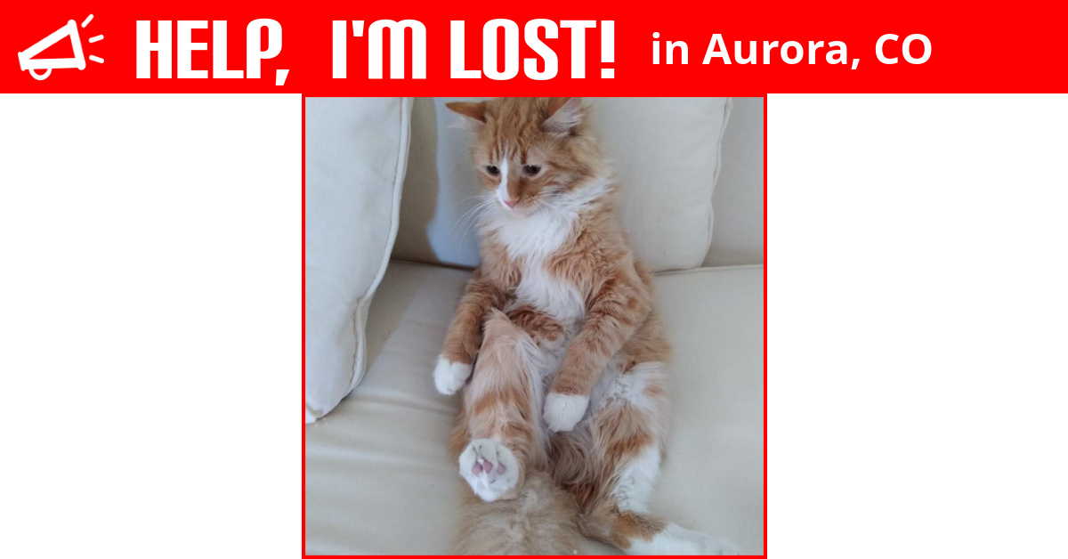 Lost Cat (Aurora, Colorado) - Ginger