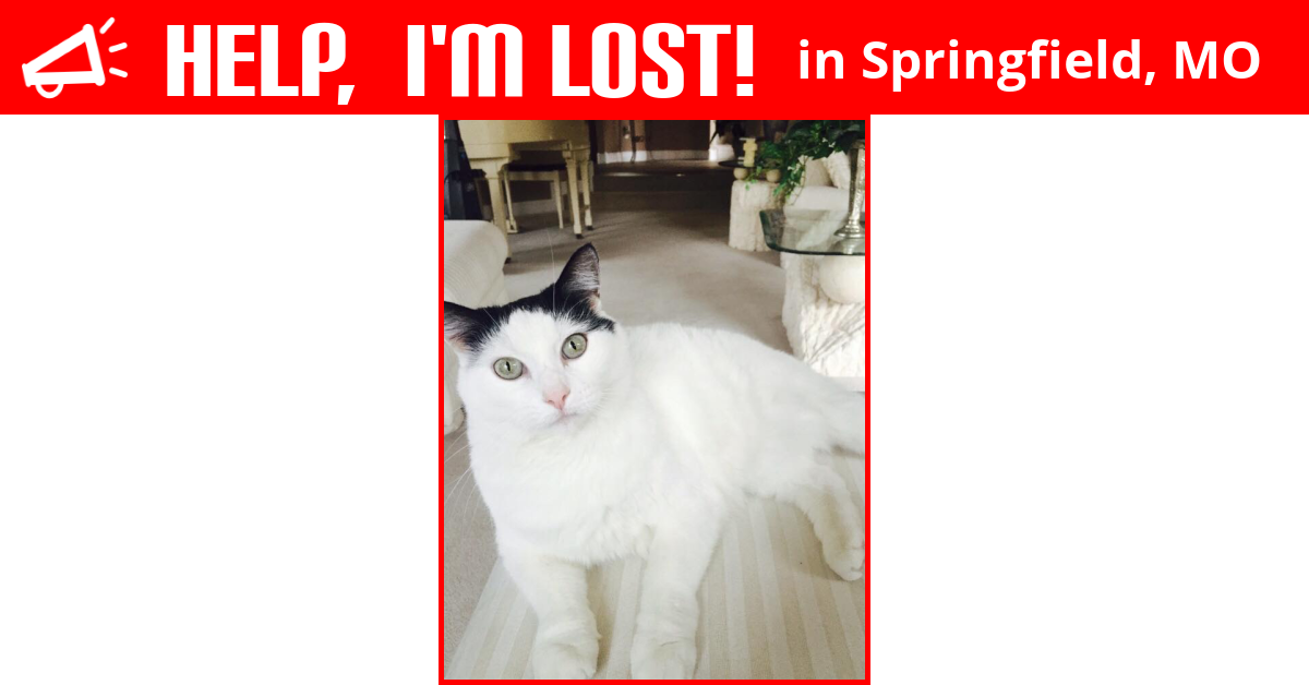 Lost Cat (Springfield, Missouri) - Willy