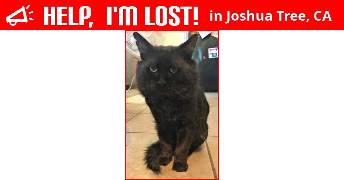 Lost Cat (Joshua Tree, California) - Joey
