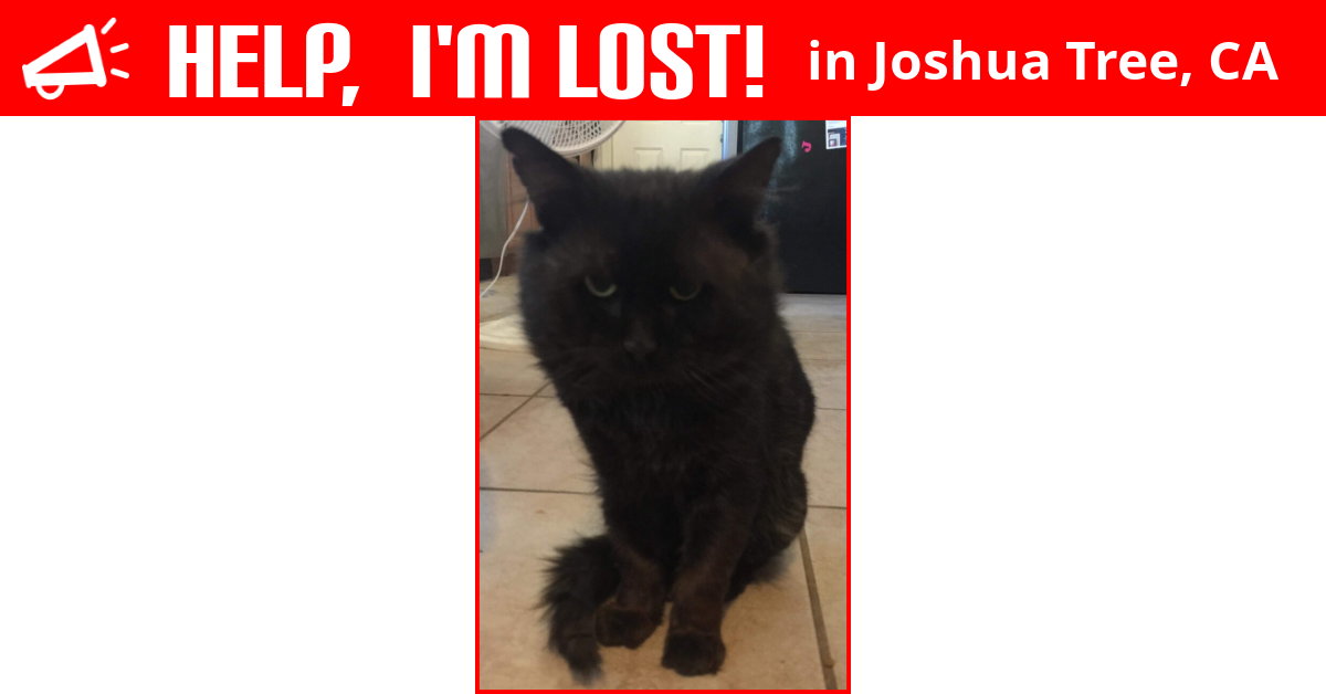 Lost Cat (Joshua Tree, California) - Joey