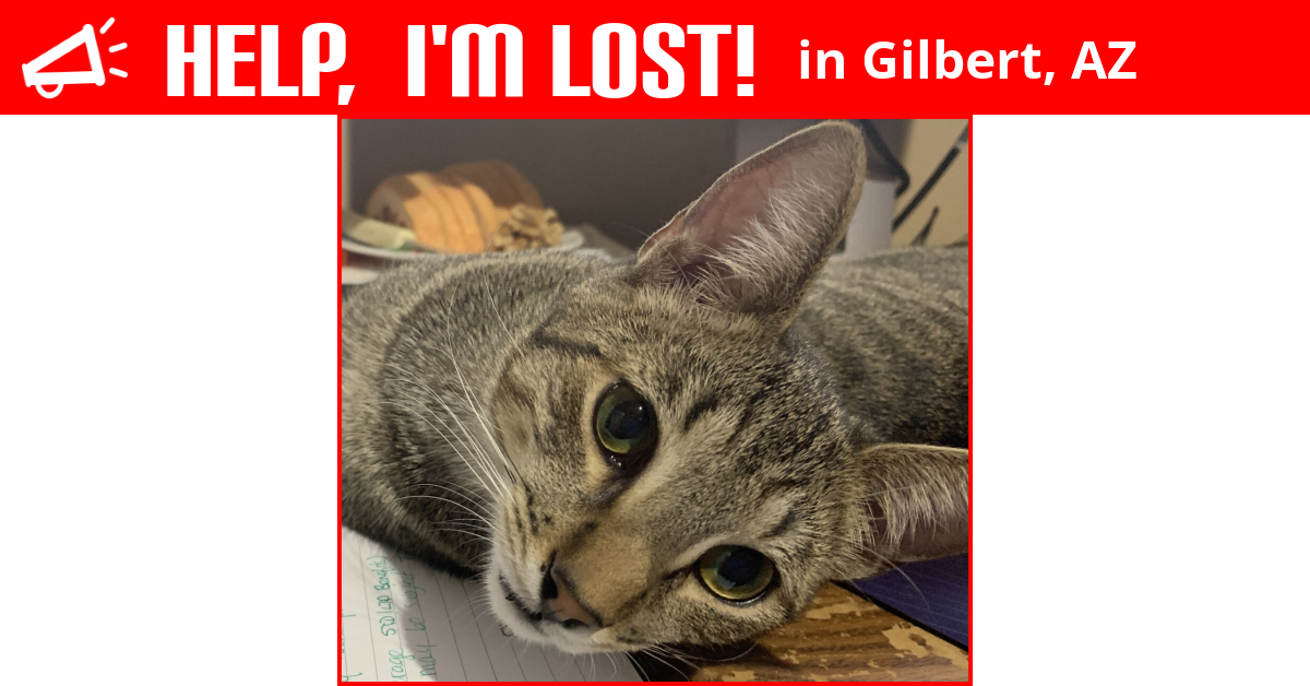 Lost Cat (Gilbert, Arizona) - Merlin