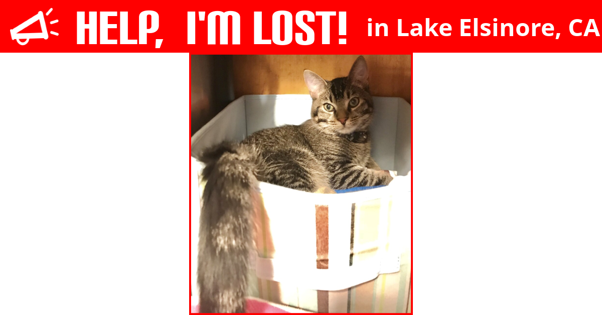 Lost Cat (Lake Elsinore, California) - Pete