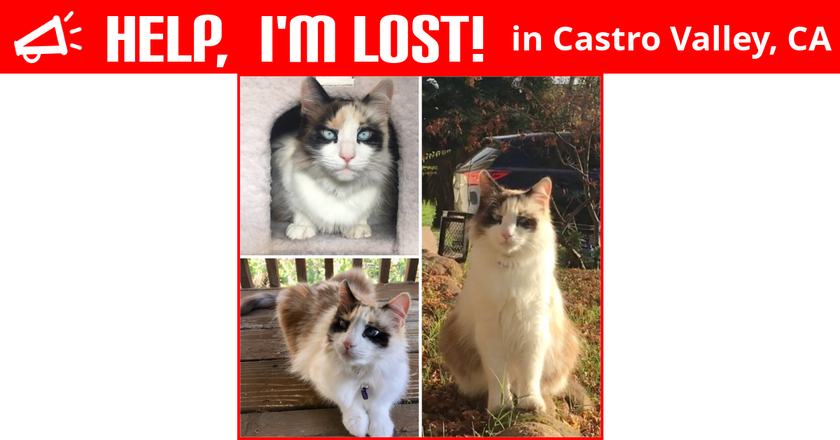 Lost Cat (Castro Valley, California) - Kiki