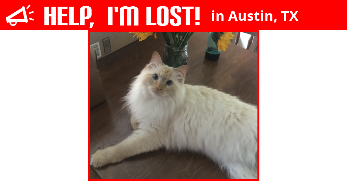 Lost Cat (Austin, Texas) - Wobbles