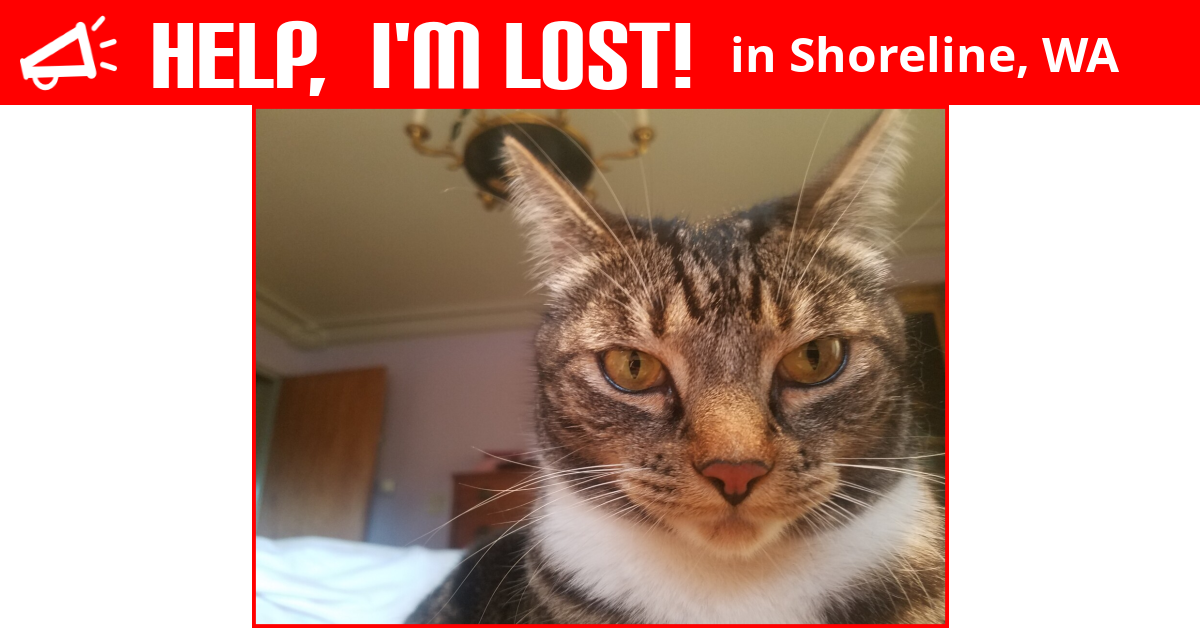 Lost Cat (Shoreline, Washington) - Valentin