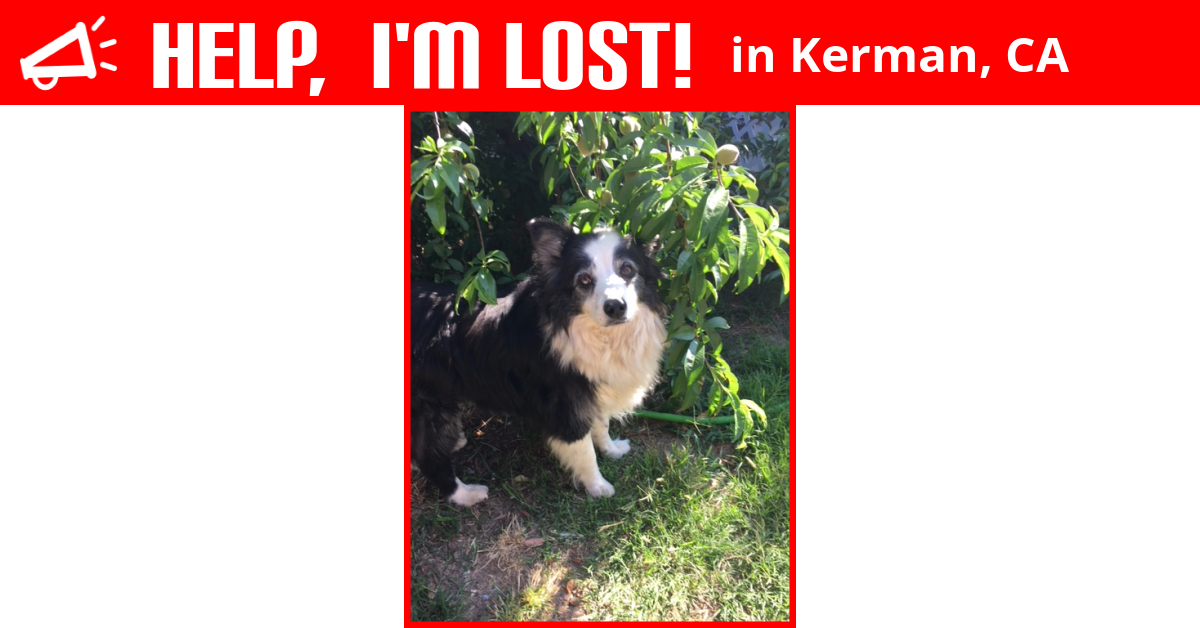 Lost Dog (Kerman, California) - Daisy
