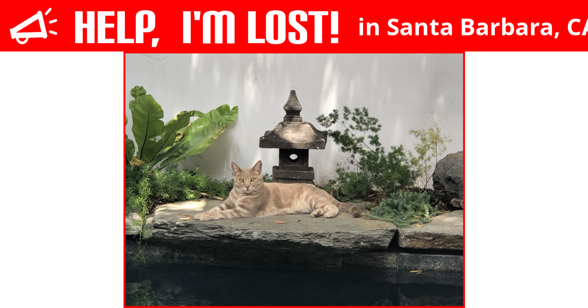 Lost Cat (Santa Barbara, California) - Ginger