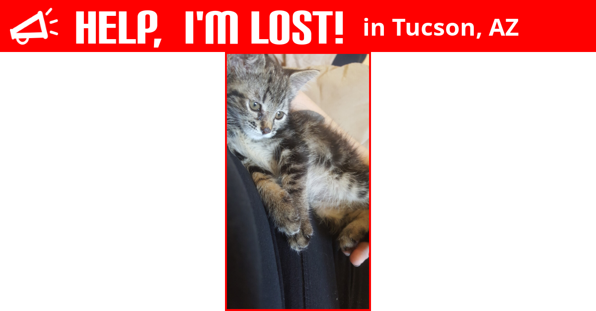Lost Cat (Tucson, Arizona) - Kirby