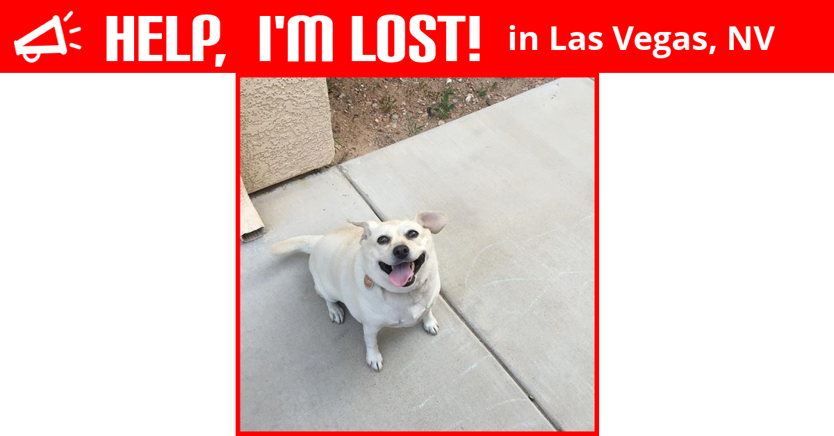Lost Dog (Las Vegas, Nevada) - Missy