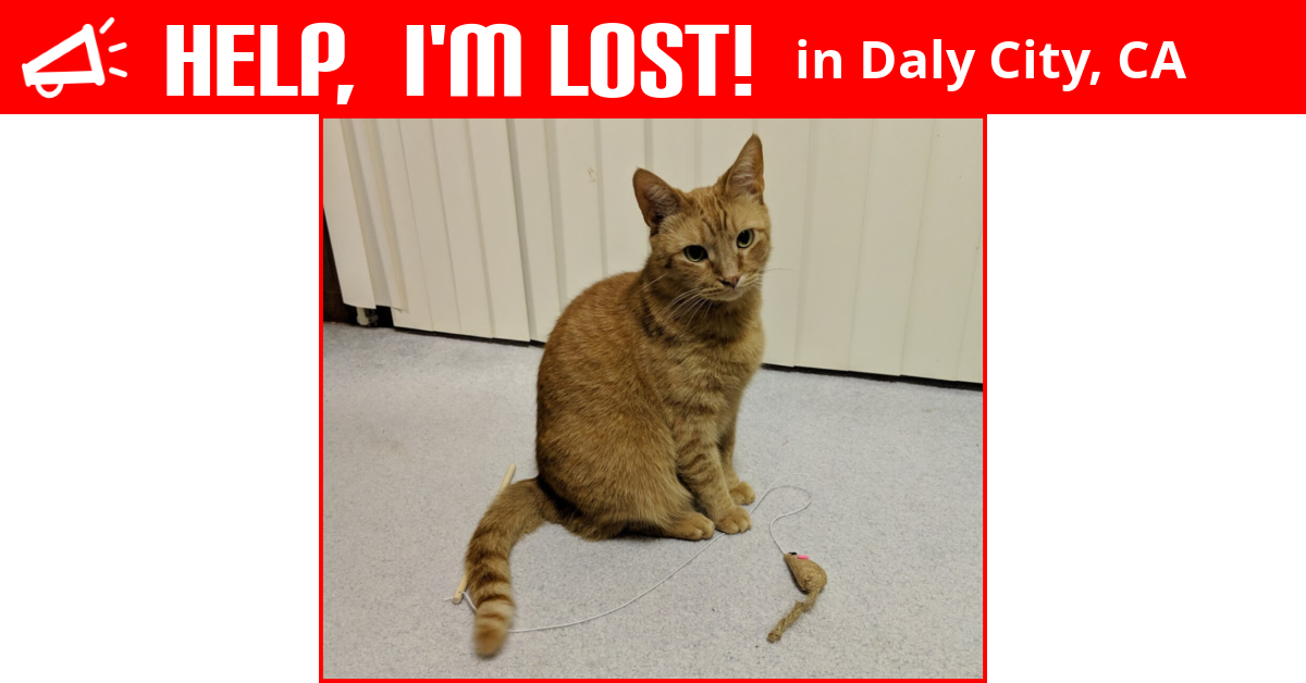Lost Cat (Daly City, California) - Purrcy