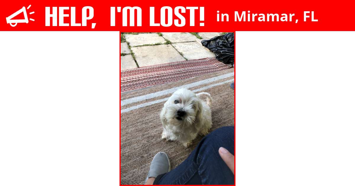 Lost Dog (Miramar, Florida) - Minnie