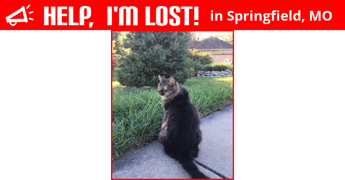 Lost Cat (Springfield, Missouri) - Gizmo
