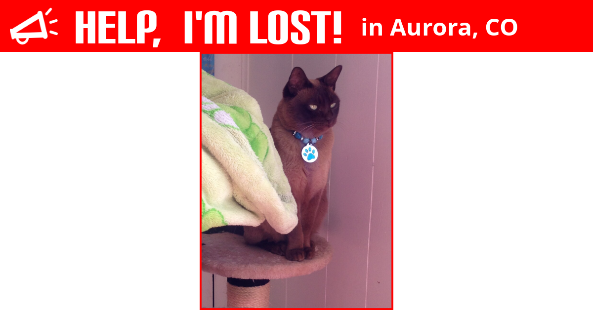 Lost Cat (Aurora, Colorado) - Kassi