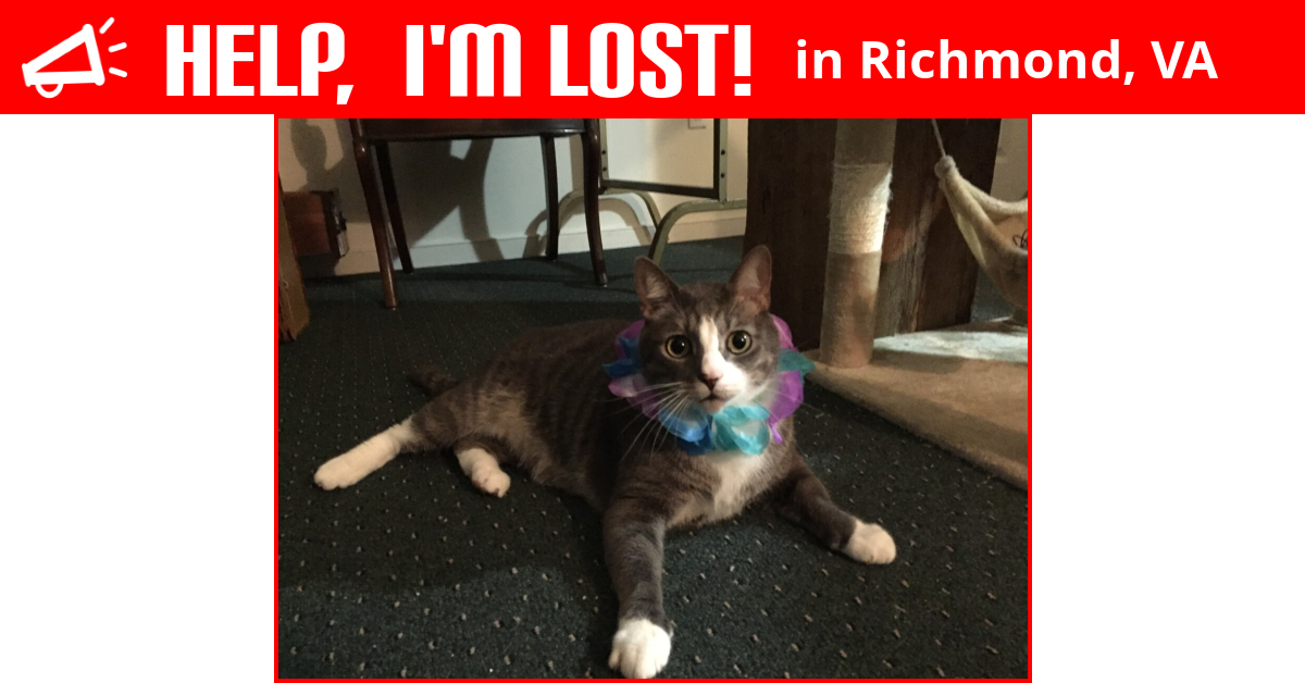 Lost Cat (Richmond, Virginia) - Pinhead
