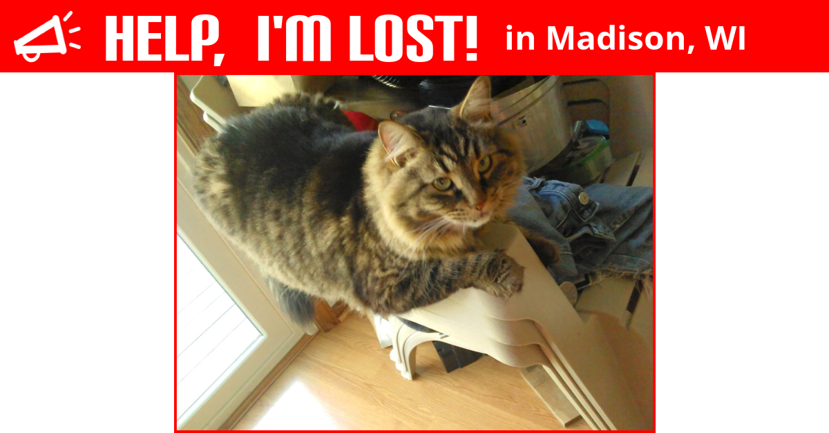 Lost Cat (Madison, Wisconsin) - Mitzie