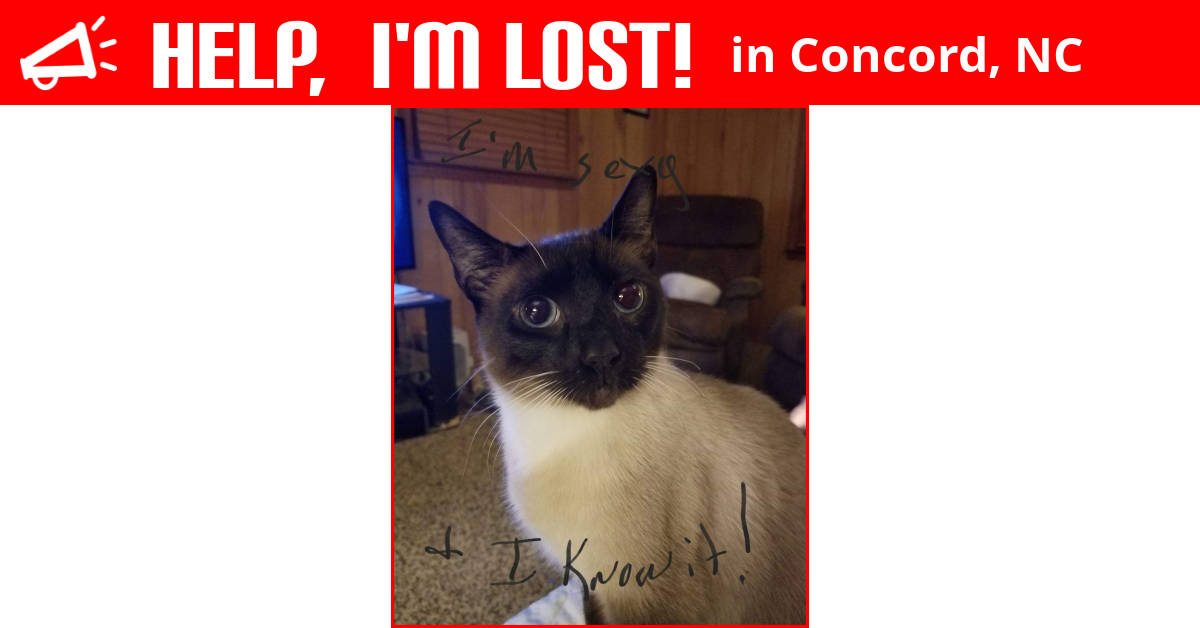 Lost Cat (Concord, North Carolina) - Kb