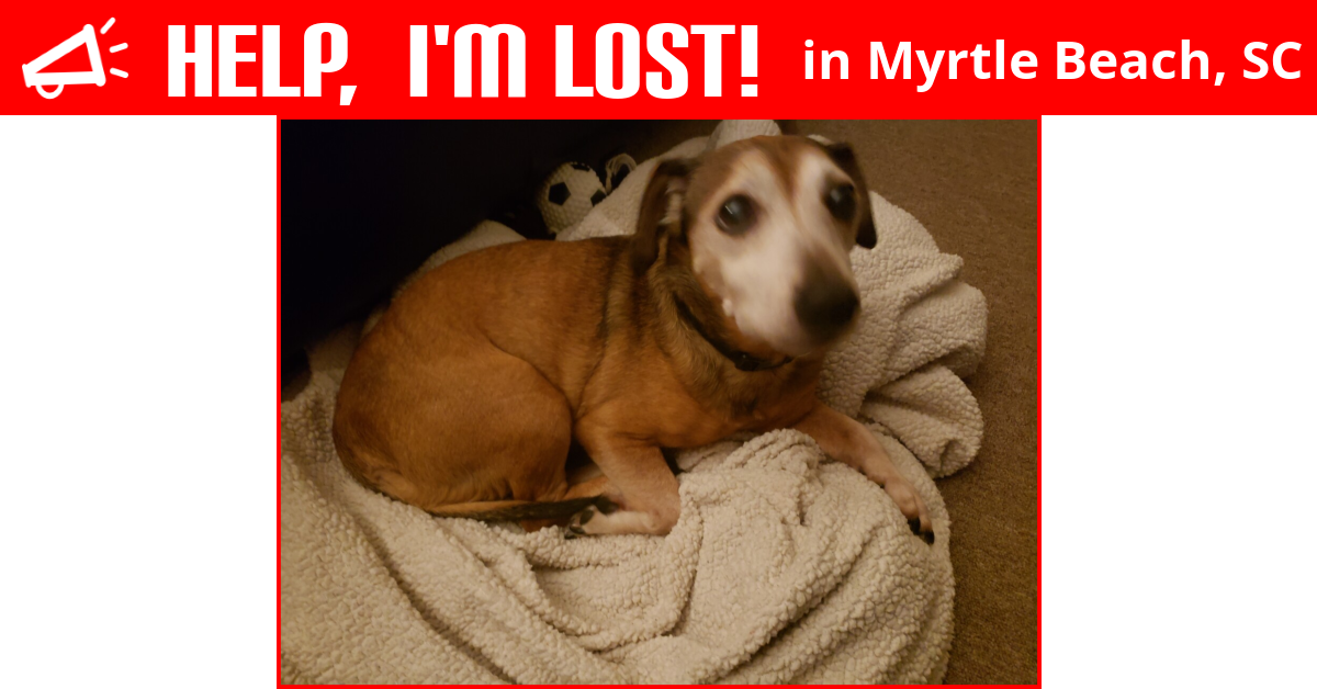 Lost Dog (Myrtle Beach, South Carolina) - Penny