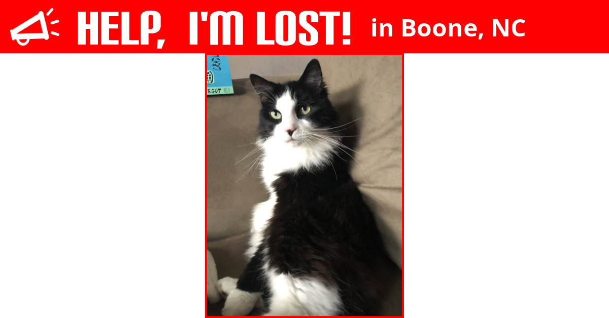 Lost Cat (Boone, North Carolina) - Domino