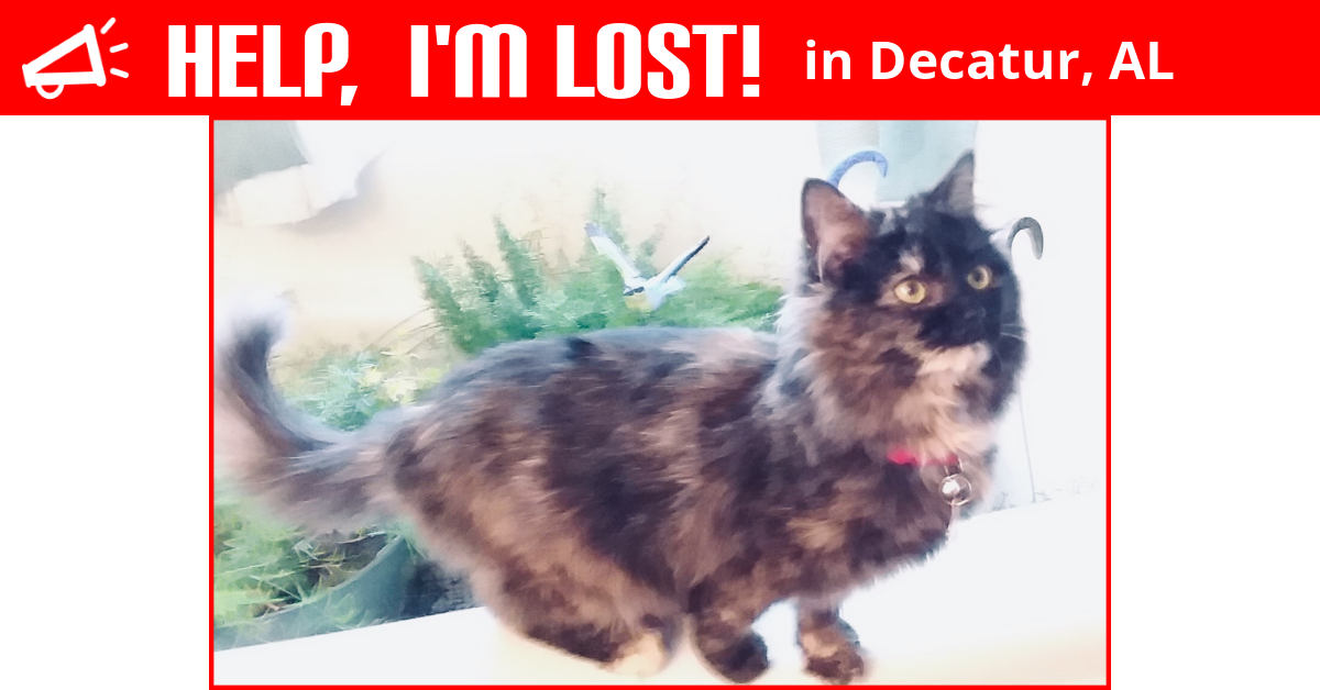 Lost Cat (Decatur, Alabama) - Alice