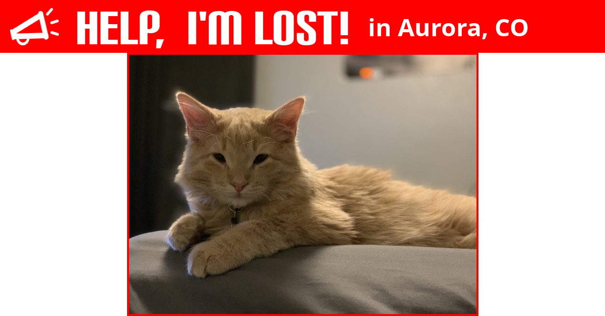Lost Cat (Aurora, Colorado) - Toby