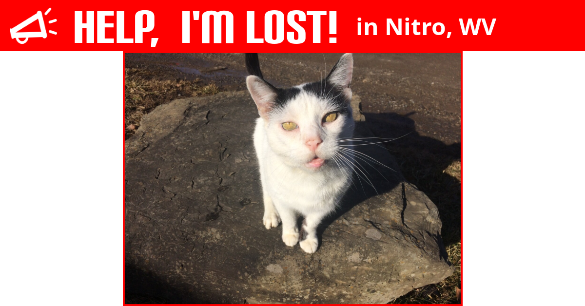 Lost Cat (Nitro, West Virginia) - Depression