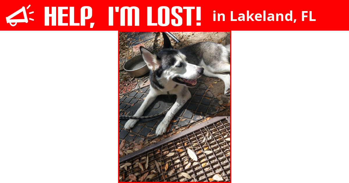 Lost Dog (Lakeland, Florida) - Elsa