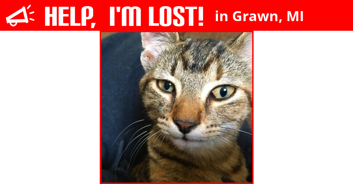 Lost Cat (Grawn, Michigan) - Mittens