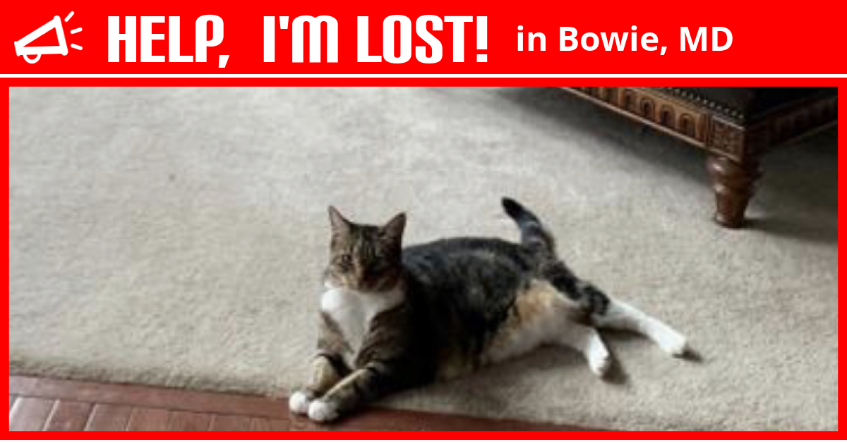 Lost Cat (Bowie, Maryland) - Eva