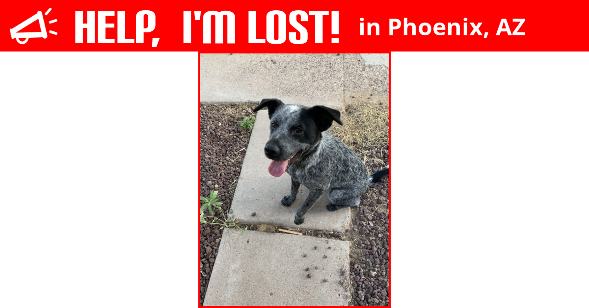 Lost Dog (Phoenix, Arizona) - Bella