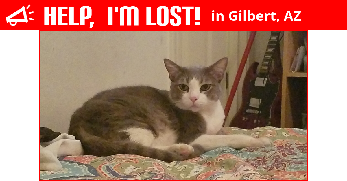 Lost Cat (Gilbert, Arizona) - Iago